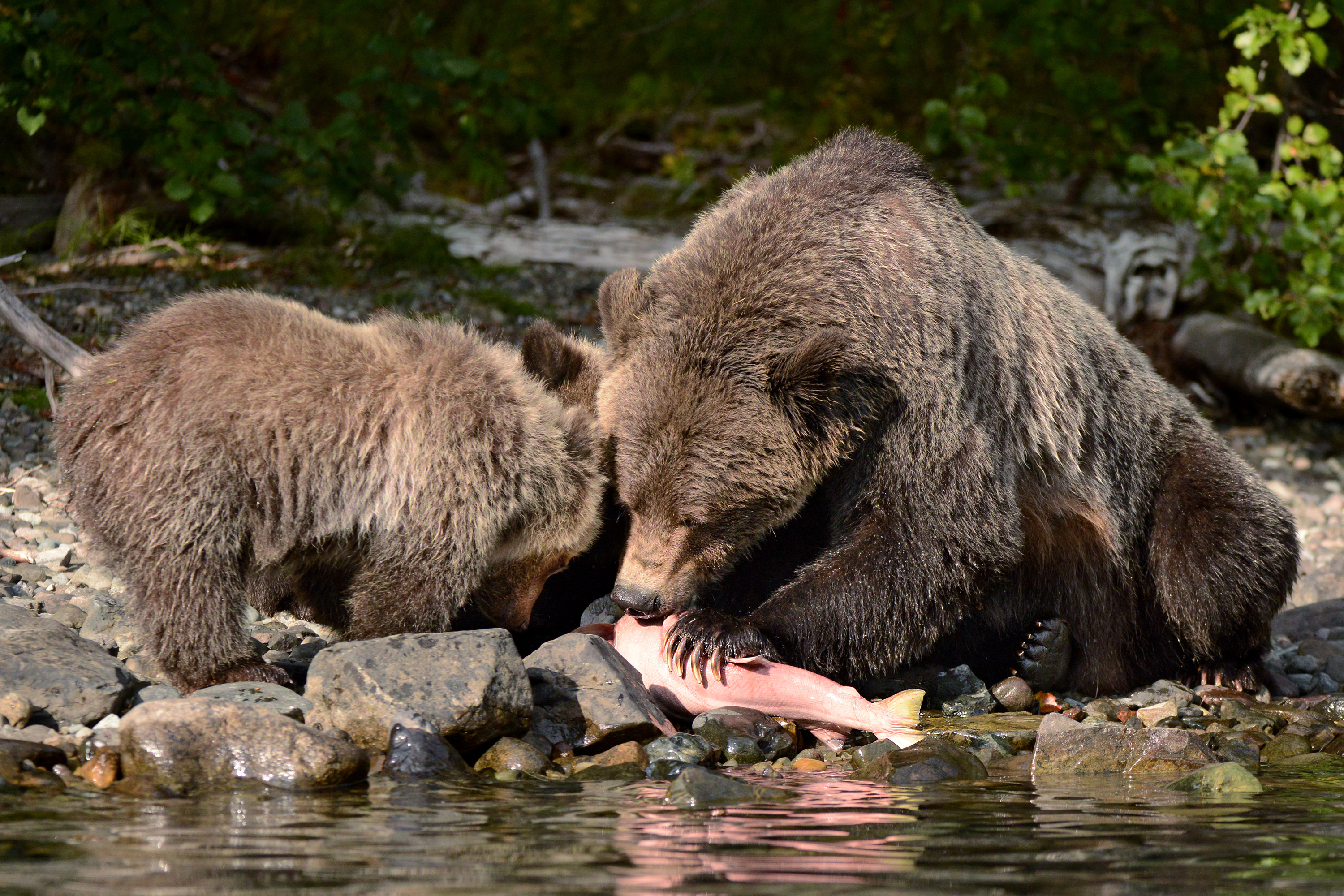 Chilcotin Region | Cariboo Chilcotin Coast BC