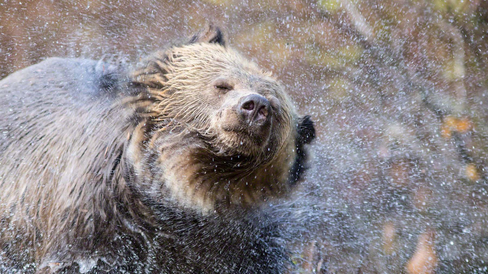 3 destinations where you’ll find BC’s best bear viewing this fall