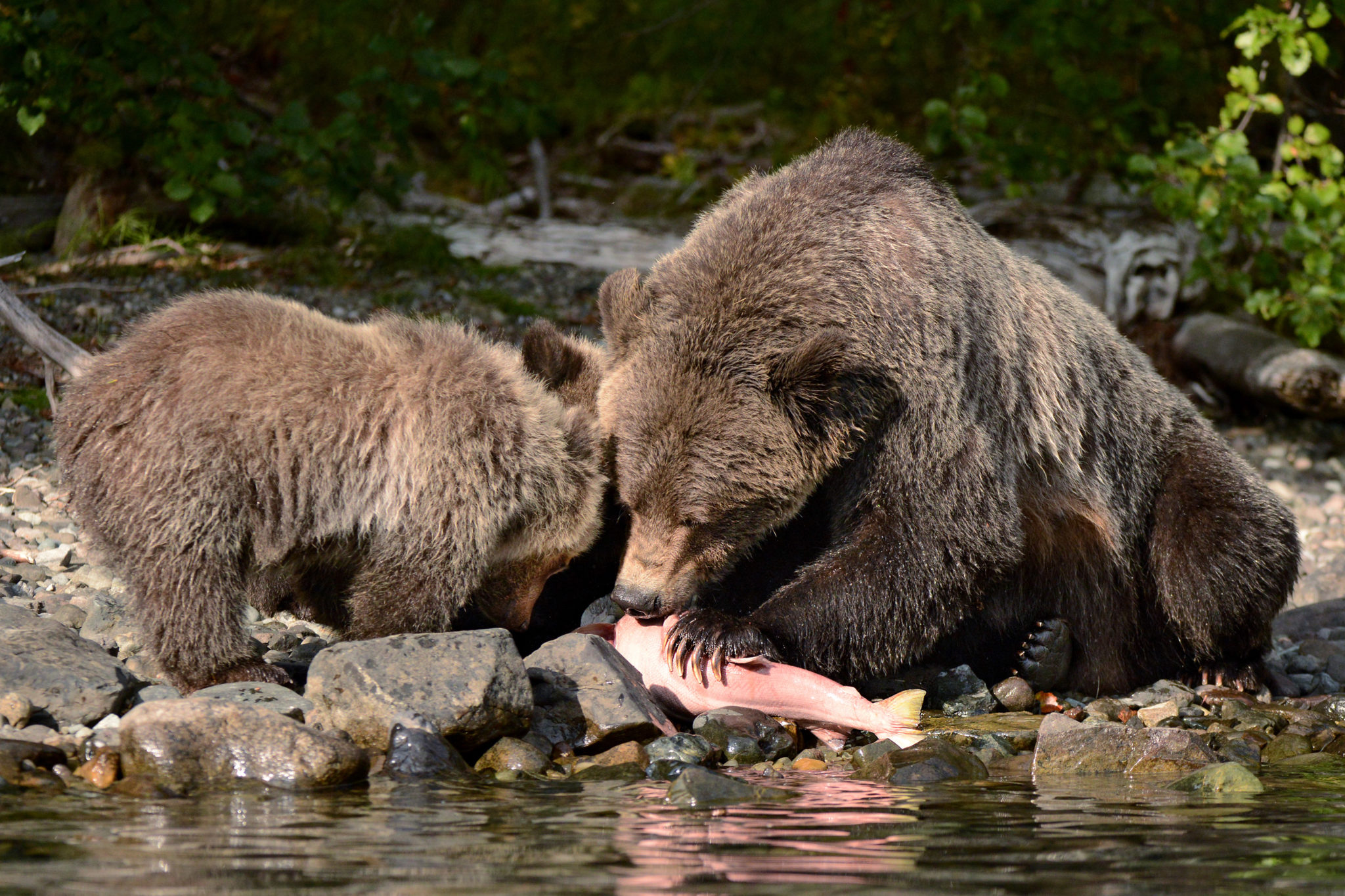 Where the Wildlife Roam | Discover Wildlife in BC