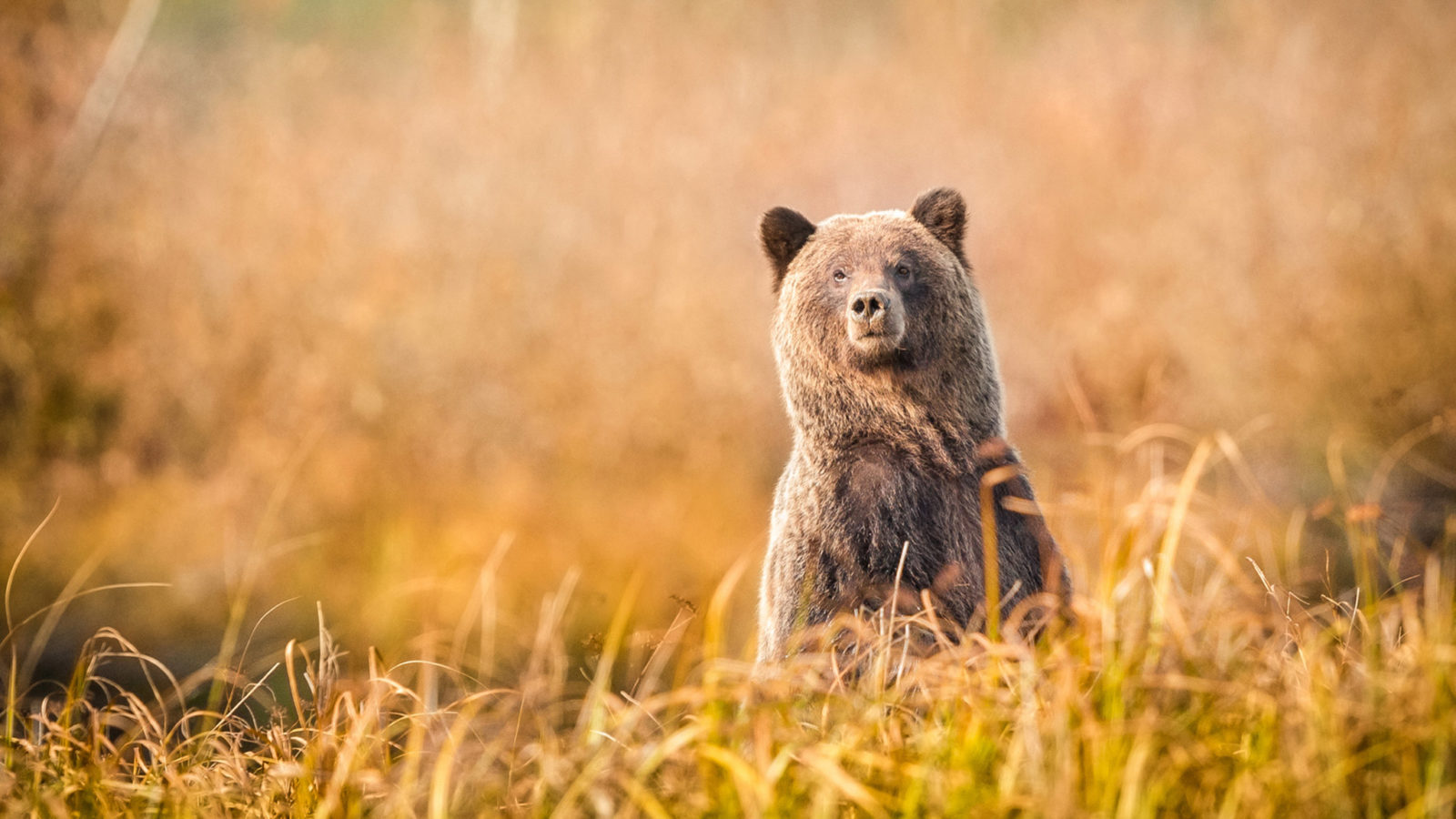 3 destinations where you’ll find BC’s best bear viewing this fall