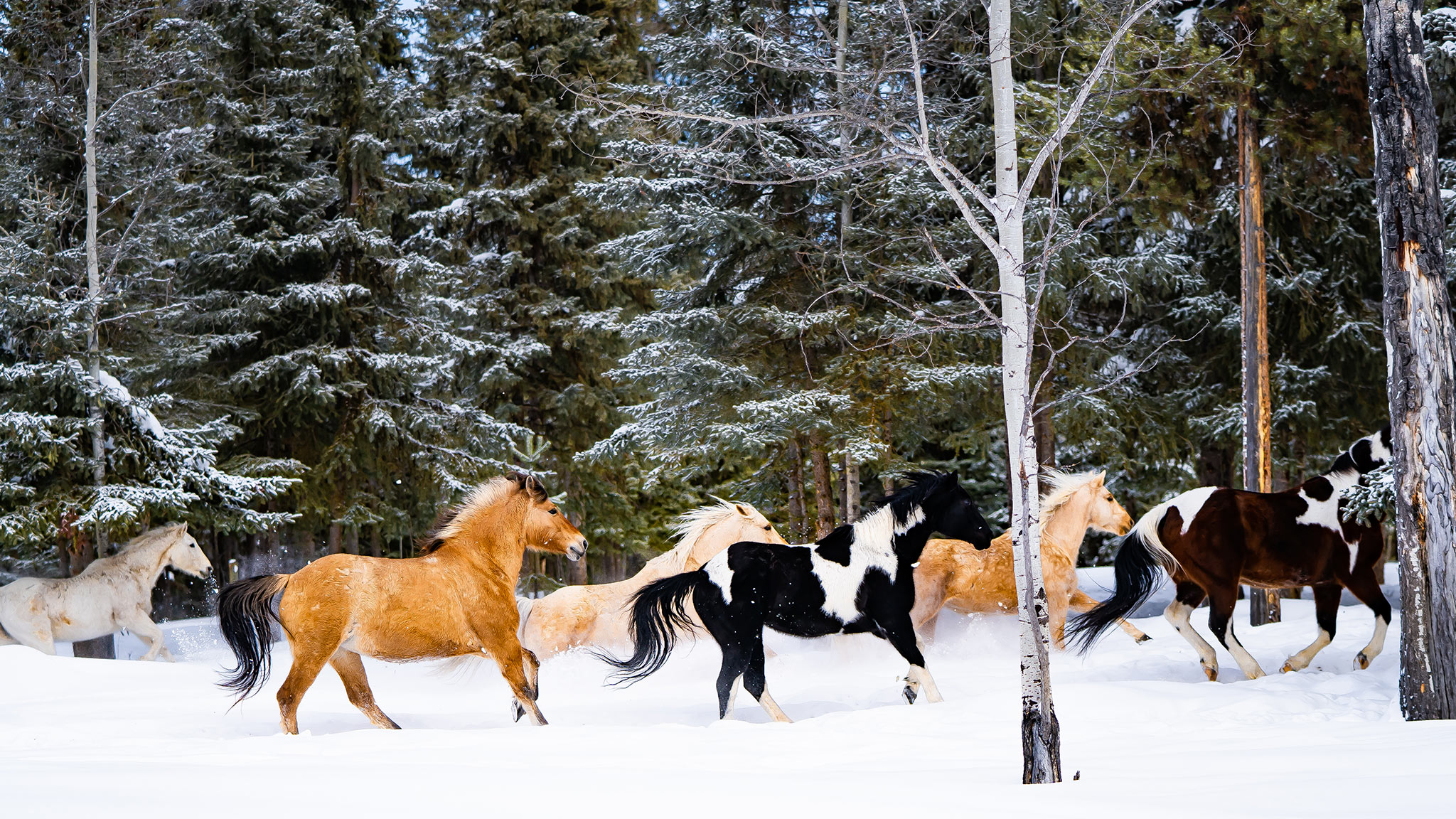 Nine Winter Trips for Adventurous Families | Cariboo Chilcotin Coast